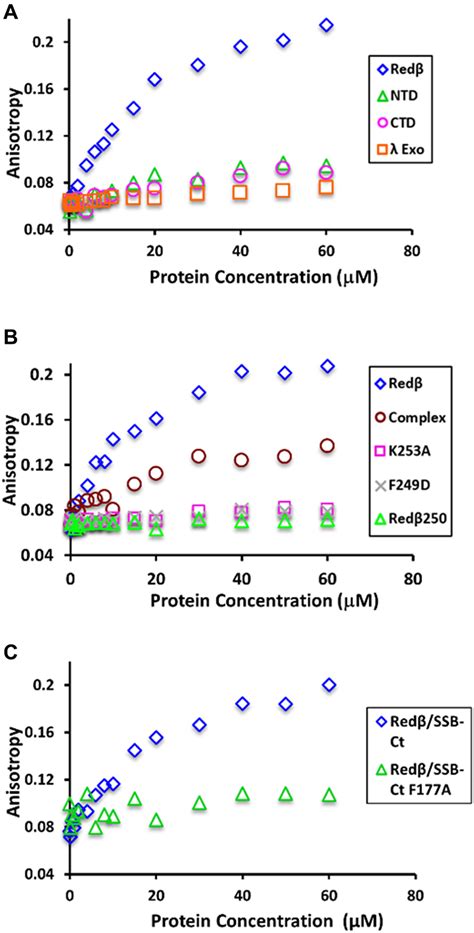Fluorescence Anisotropy Titrations Of Red With Ssb Ct Peptide A
