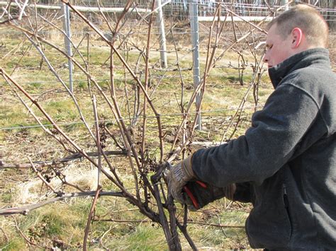 Pruning For The Future Jones Farmer Blog