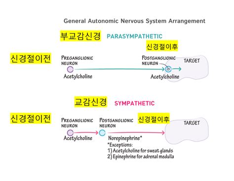 신경계 And 내분비계 정리 자율신경 호르몬 신경전달물질