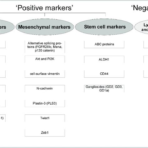 Illustration Of Ctcs Detection Specific Key Biomarkers Illustration Of
