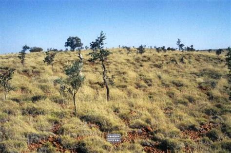 Spinifex Hill Pastures In The Pilbara Western Australia Agriculture