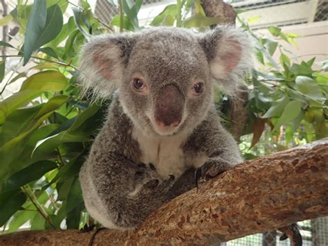 コアラのミライが埼玉県こども動物自然公園から戻ってきます 東京ズーネット