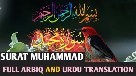Al Quran Surat Muhammad Biautyful Recitation Arbiq Tilawt And Urdu