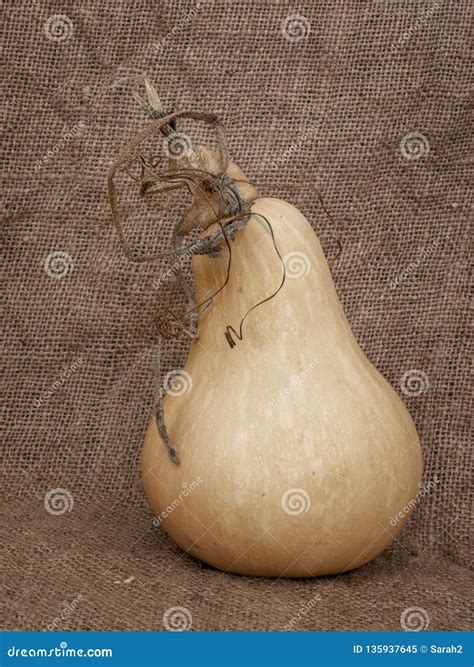Home Grown Butternut Squash With Stem And Tendrils On Hessian Truly Organic Stock Image
