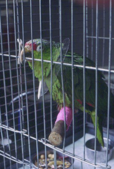 Basic Avian Anatomy And Physiology Veterian Key