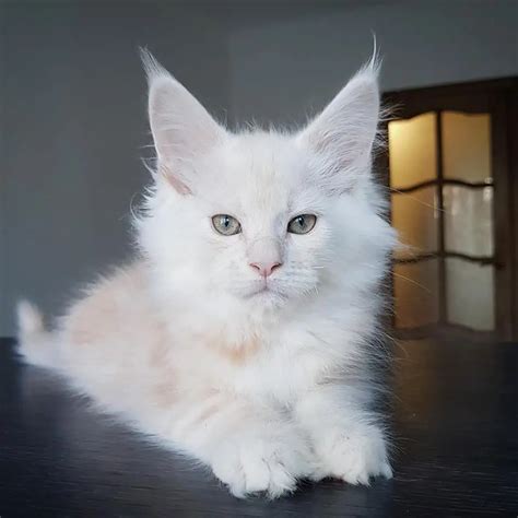 Our Boy Keanu Before We Took Him In From Breeder Scrolller