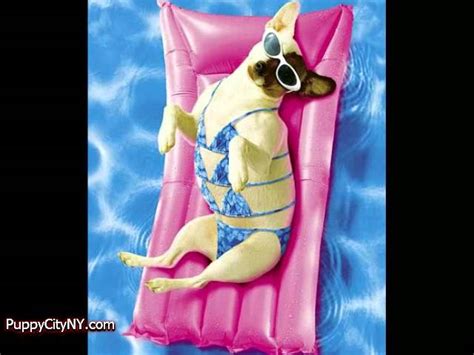 10 Hilarious Dogs In Bathing Suits Because Summer The Dog People By