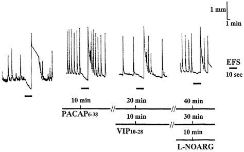 Effects Of Pacap 6 38 Vip 10 28 And L Noarg On Relaxation Induced By