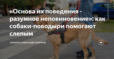 «Основа их поведения - разумное неповиновение»: как собаки-поводыри ...