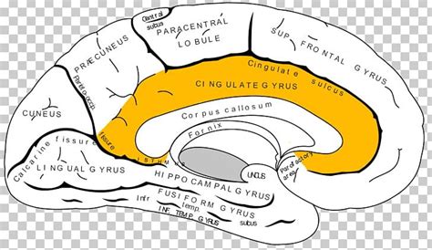 Anterior Cingulate Cortex Cerebral Cortex Gyrus Corpus Callosum Png