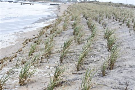 31st Annual Beach Grass Planting Signs Ups Delaware Surf
