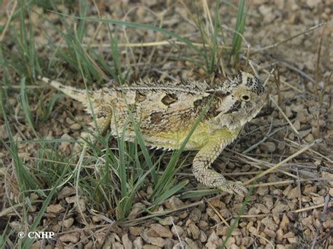 Cnhp Blog Ecological Systems Shortgrass Prairie
