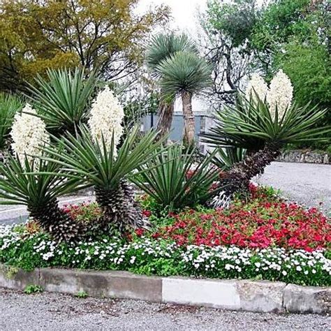 Australian Seed Yucca Baccata Rock Garden Landscaping Yucca Plant