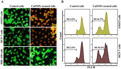 Apoptosis Markers In Cancer Cells After Treatment With Cuo Nps A