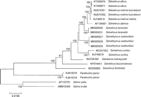 Maximum Likelihood Tree Constructed Based On The Comparison Of Complete Download Scientific