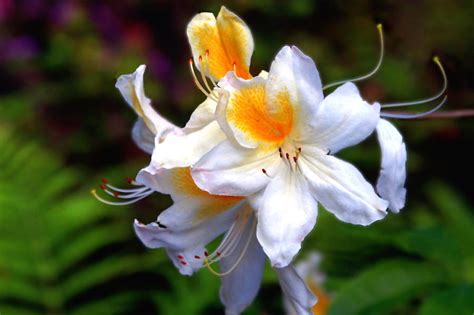 Peach And White Azalea Bunch Photograph By Debra Orlean Fine Art America