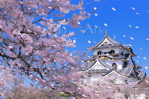 桜の咲く彦根城の天守閣 滋賀県 彦根市 212861543 の写真素材 アフロ