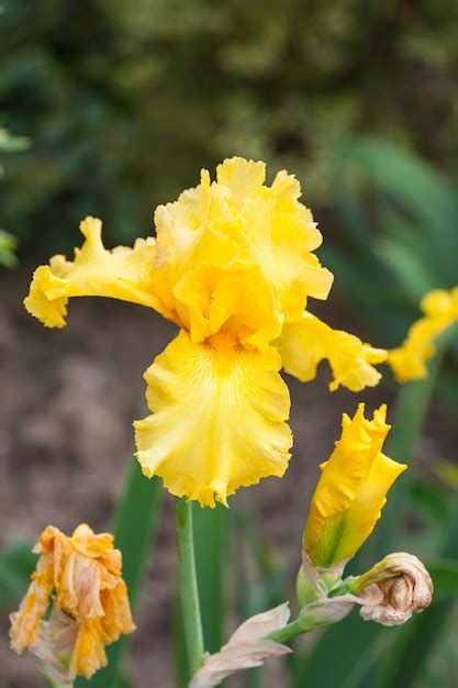 Premium Photo Iris Pseudacorus Yellow