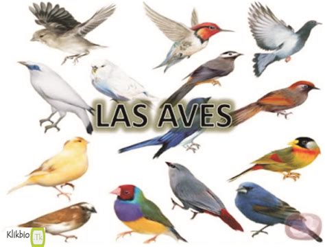 Aves Examples