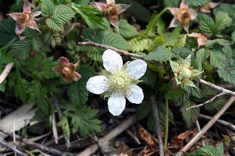 [기타]장딸기꽃 기타 생물종 Bric