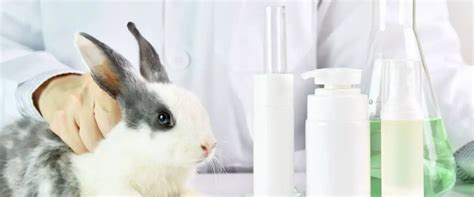 Pododermatitis en conejos causas síntomas y tratamiento Vida con Mascotas
