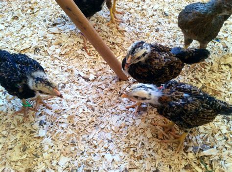 Speckled Sussex Backyard Chickens Learn How To Raise Chickens