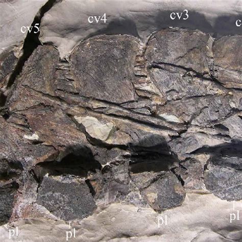 Pdf The Unusual Tail Of Tethyshadros Insularis Dinosauria