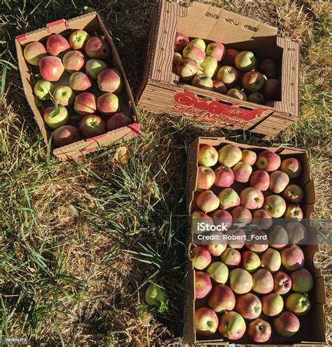 가을에 유타 록빌 국립 공원 근처 과수원에서 사과 나무 아래 상자에 사과의 클로즈업 0명에 대한 스톡 사진 및 기타 이미지 0명 건강한 식생활 과수원 Istock