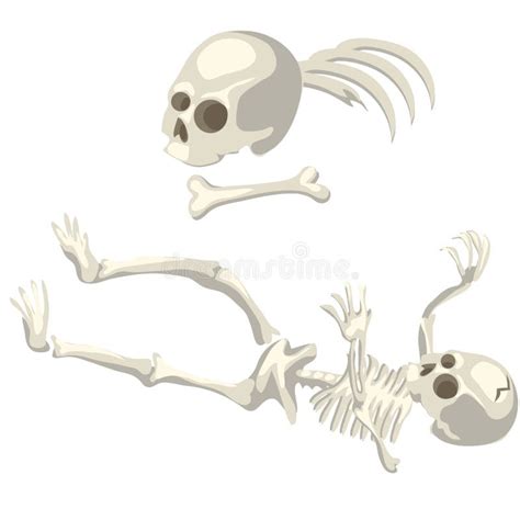 Esqueleto Humano Y Piezas De Los Huesos Diversas Del Cuerpo Ilustración
