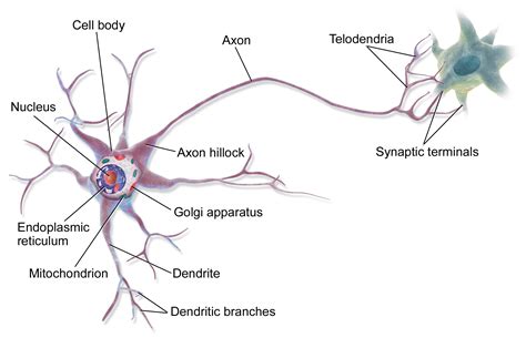 Multipolar Nerve Cell Function Structure Features And Summary