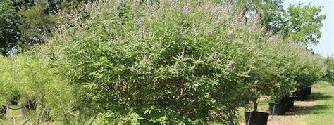 Desert Willow Bubba 30 Gallons Artofit