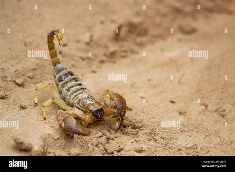 Cape Burrowing Scorpion Opistophthalmus Sp Kalahari Desert South