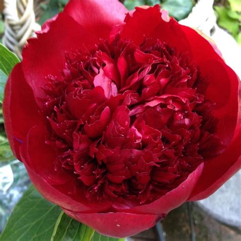 15 Most Stunning Red Peony Varieties For A Vibrant Romantic Garden