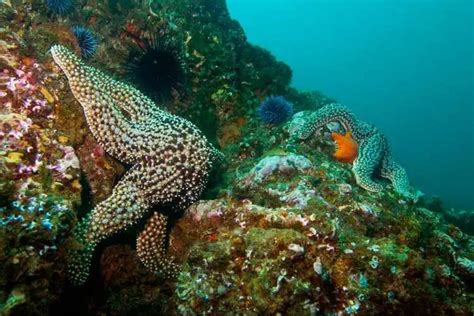 Sea Stars Unlocking Their Secrets Nature Roamer