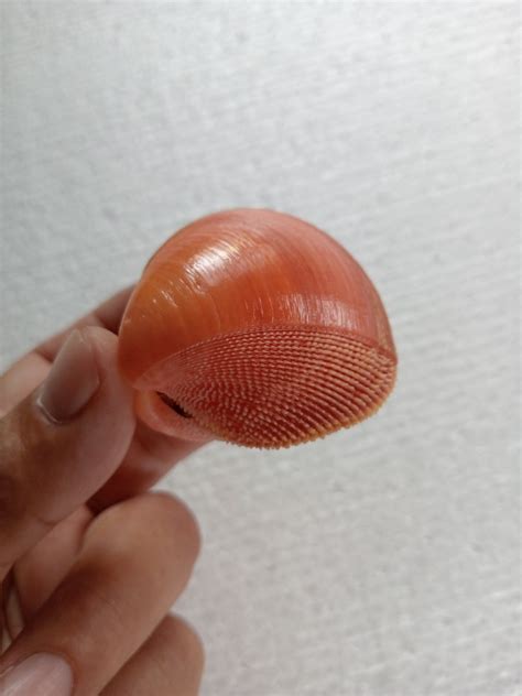 Seashell Bivalve Clam Shellvery Nice Coloritem 2 Hobbies And Toys