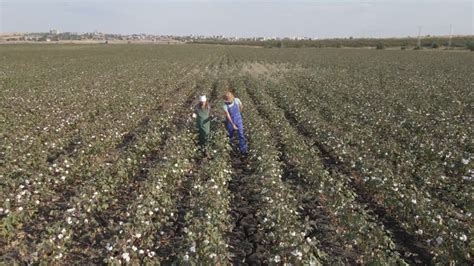 654 Woman Picking Cotton Stock Videos Footage And 4k Video Clips