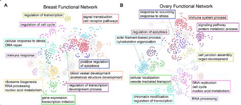 Functional Clusters In The Gene Gene Interaction Network That Drive The Download Scientific