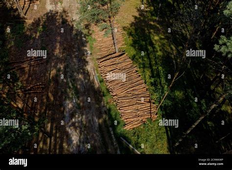 Stacked Tree Logs Of Pine Wood In Forest Forest Felling Timber Storage Stock Photo Alamy