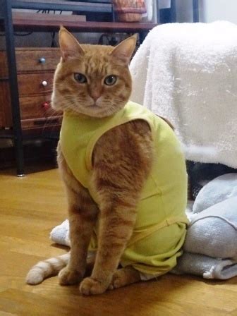 猫の服 加茂のフクロウ