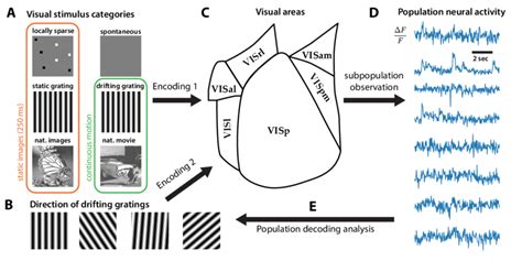 Overview Of The Population Decoding Analysis Either One Of Six Visual