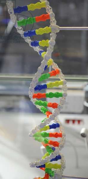 Deoxyribonucleic Acid Model