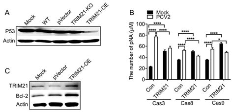 Porcine Trim21 Decreases Cellular Apoptosis In Pcv2 Infected Cells A