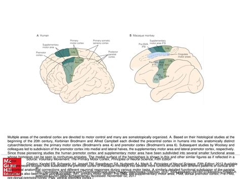 Premotor Cortex