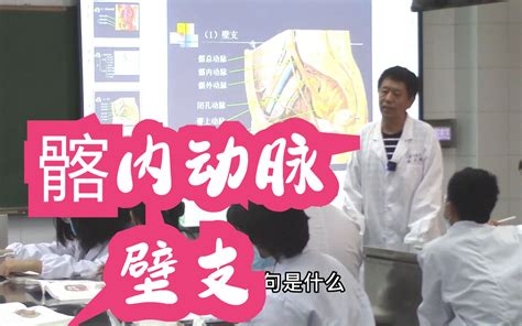 心血管系统 体循环动脉 髂内动脉壁支 系统解剖学 博士老师 博士老师 哔哩哔哩视频