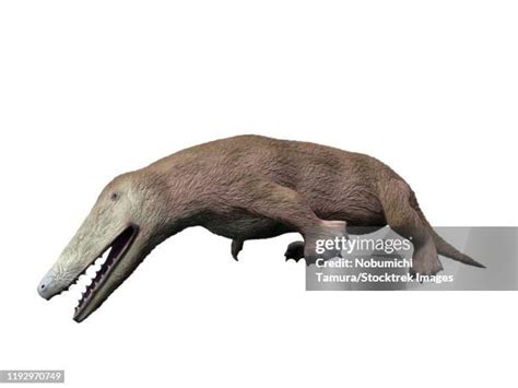 Ambulocetidae Photos And Premium High Res Pictures Getty Images