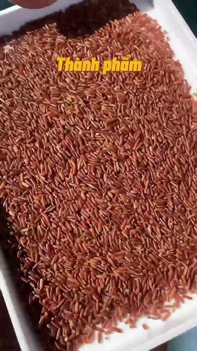 Máy Tách Màu Gạo Sc16 Phân Loại Gạo Huyết Rồng Maymocphanloai