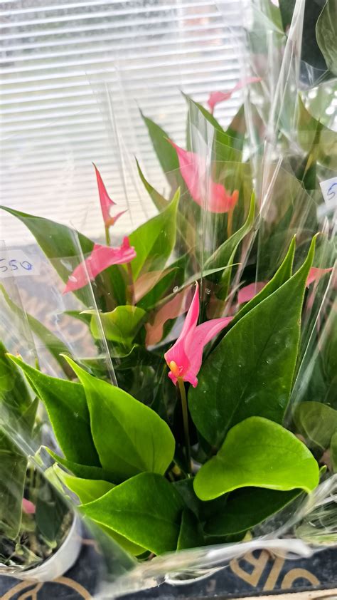 За сите За сите љубители на цвеќе Од се по нешто