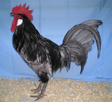 Fancy Chicken Breeds Poultry Hub Australia