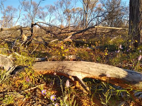 Temperate Grasslands Savannas And Shrublands Australian Acoustic