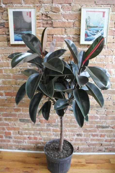 Ficus Elastica Rubber Tree Chicago Plants